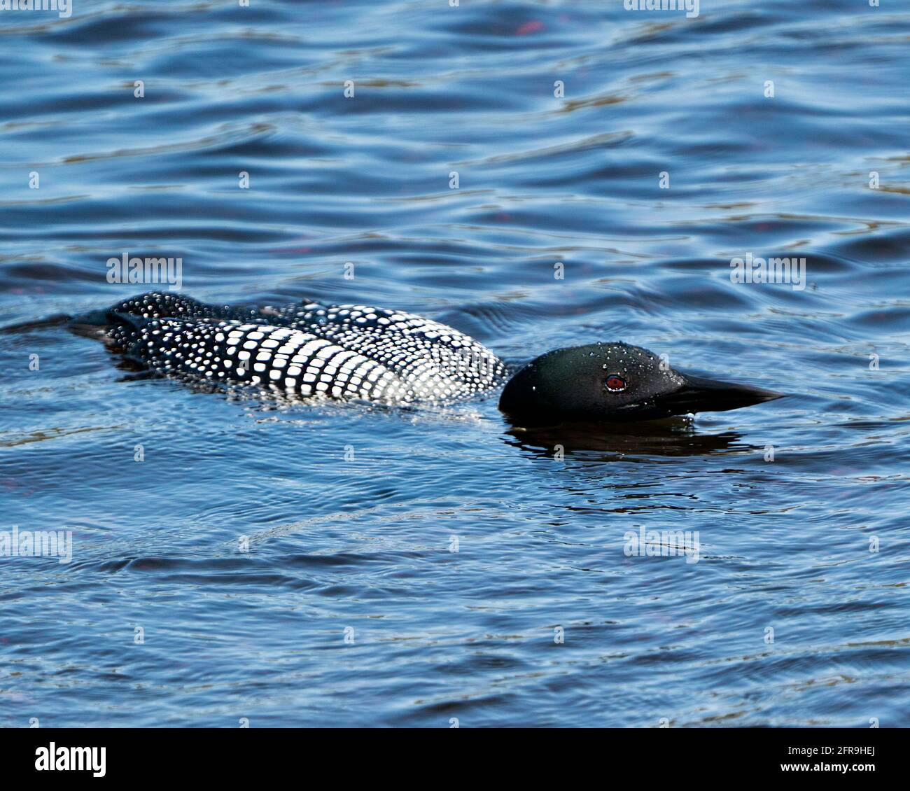 Common Loon close-up profile side view swimming in the lake in its ...