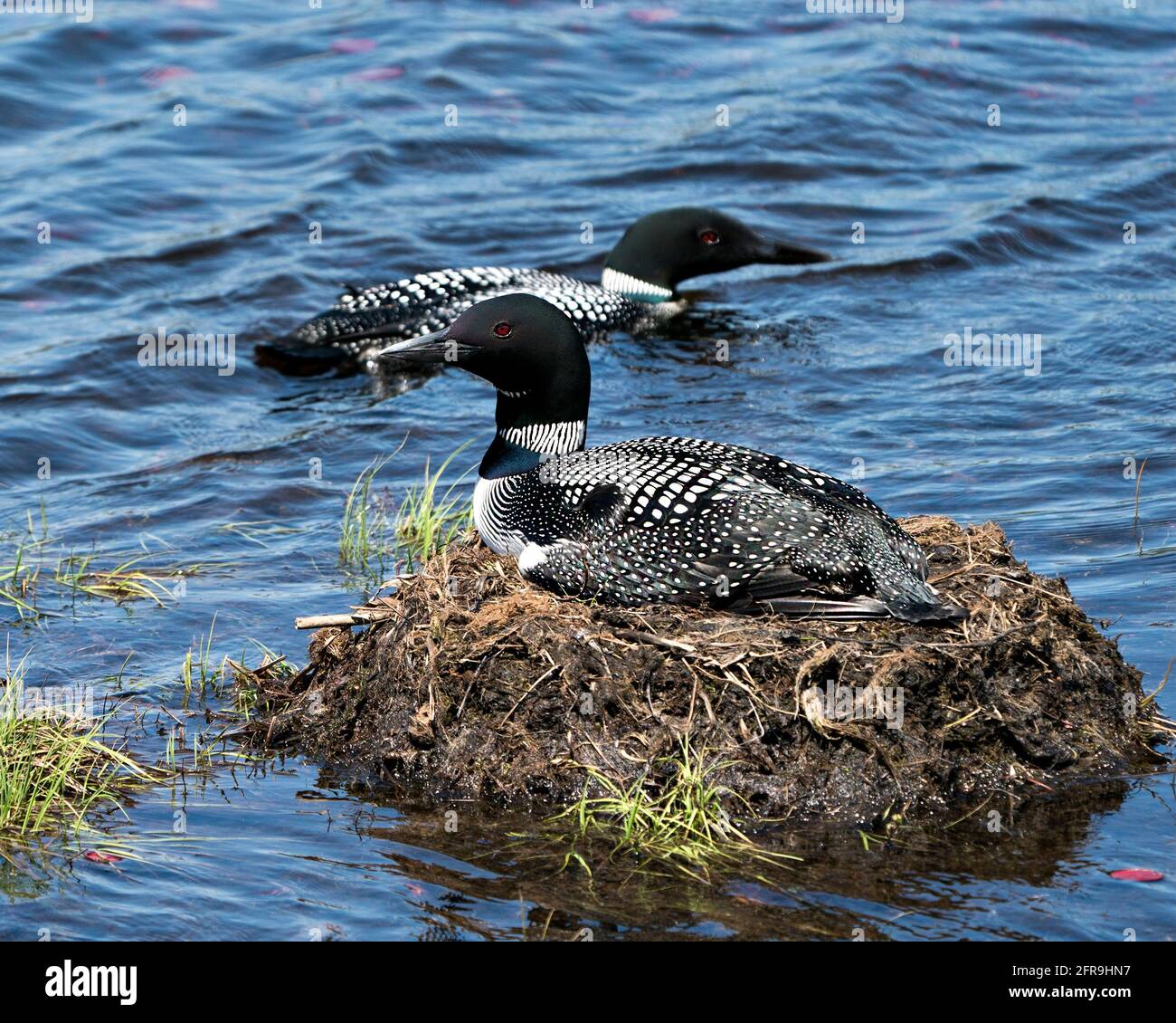 Male loon hi-res stock photography and images - Alamy