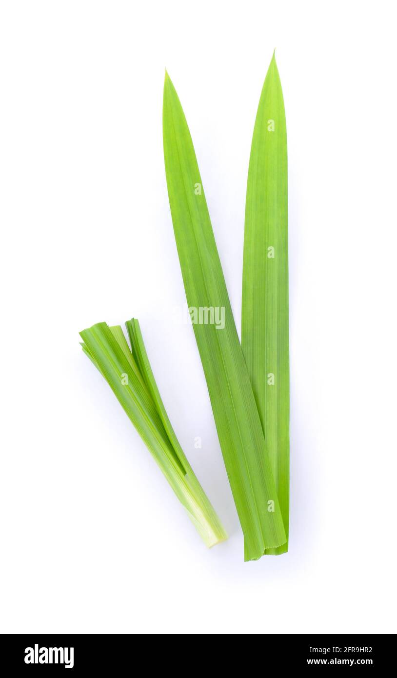 Pandan isolated on white background Stock Photo - Alamy