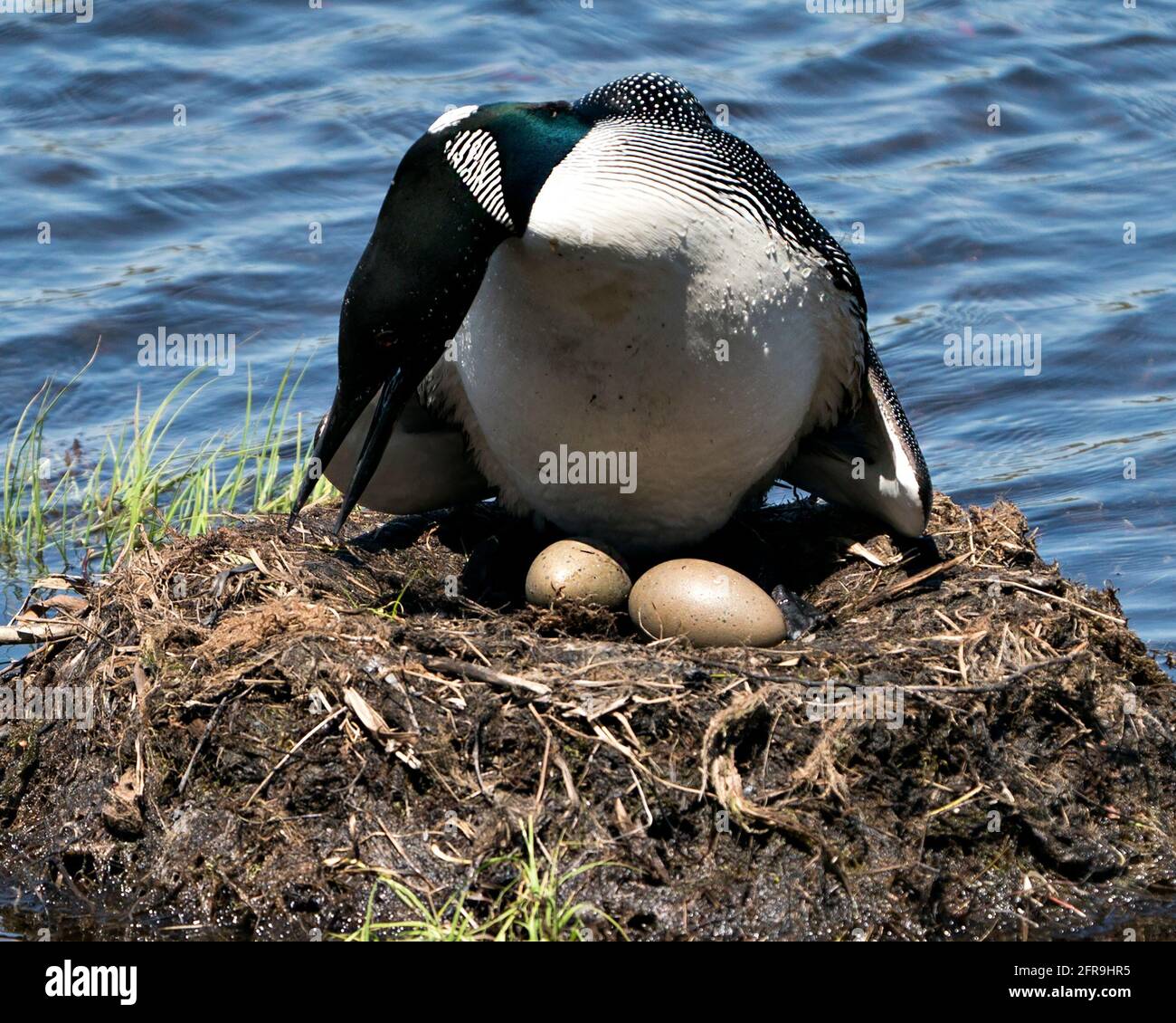 Common Loon nesting on its nest with marsh grasses, mud and water by the lake shore in its ...