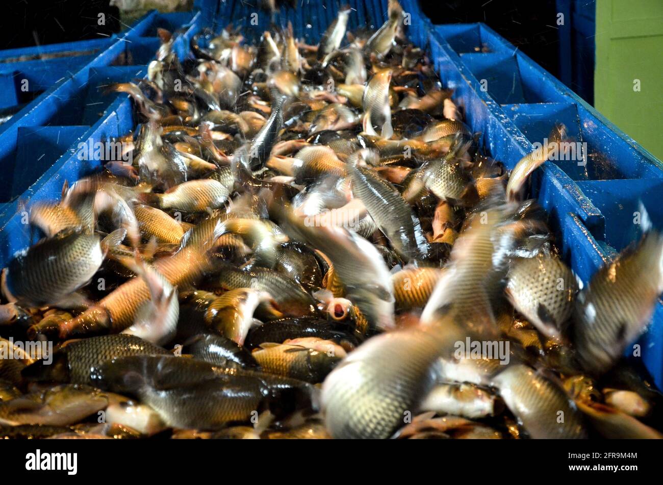 Belarus - August 2013: Industrial fish farming. Fish in the container ...