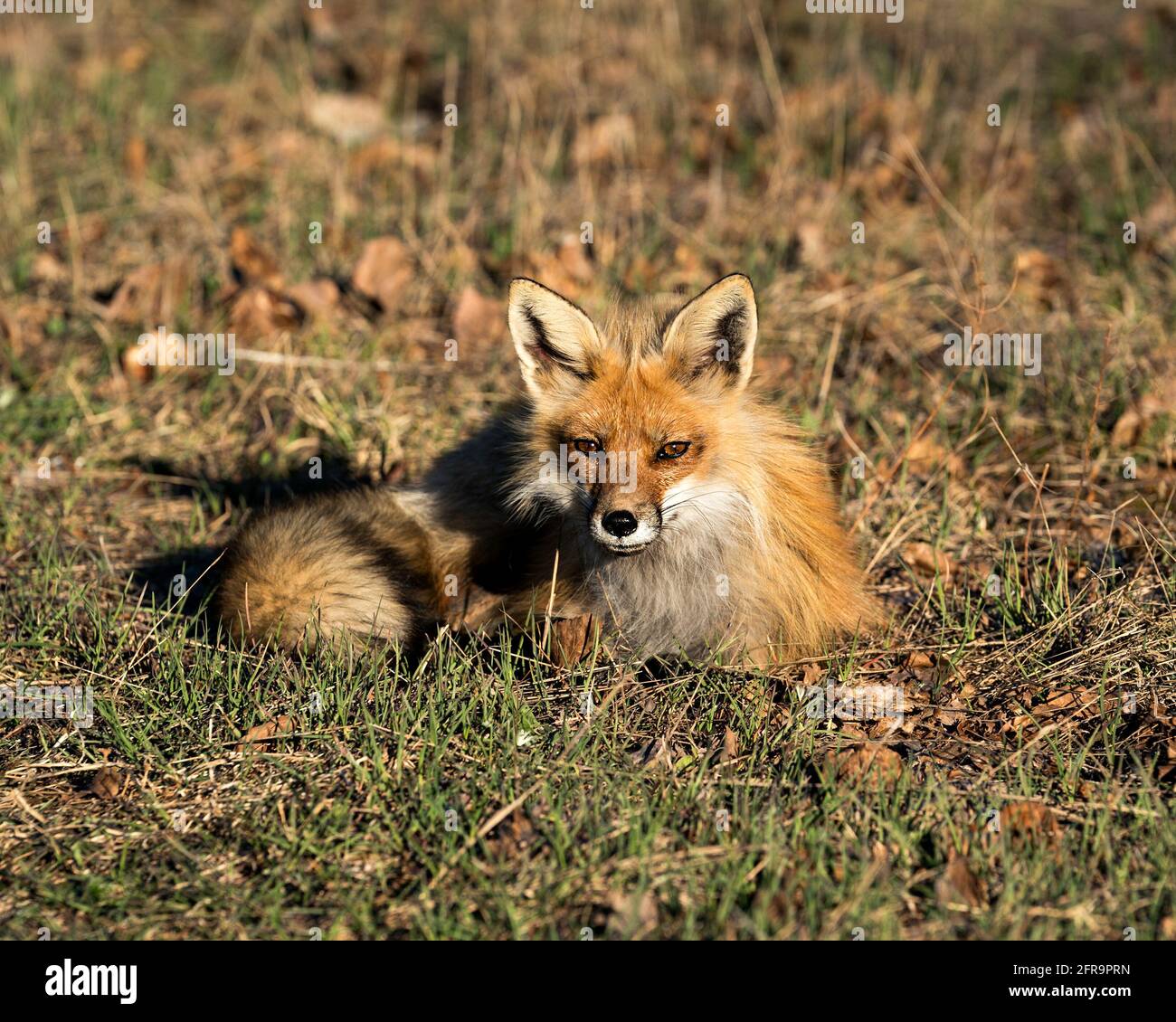 Fox lying down hi-res stock photography and images - Alamy