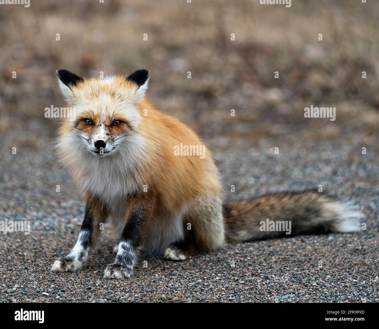 Red unique fox close-up profile view, sitting and looking at camera in ...