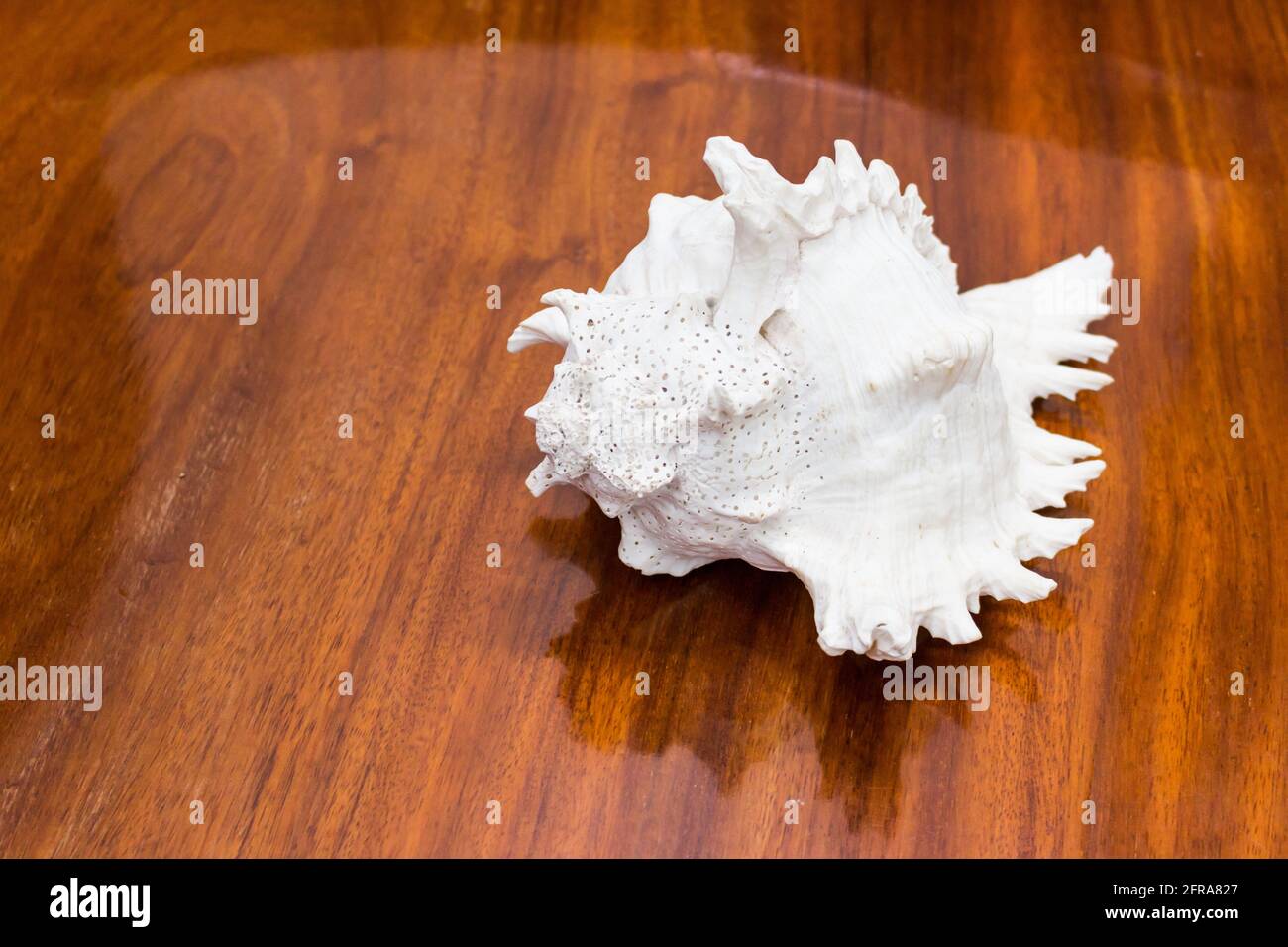 Old Sea shell on brown wood background texture Stock Photo - Alamy