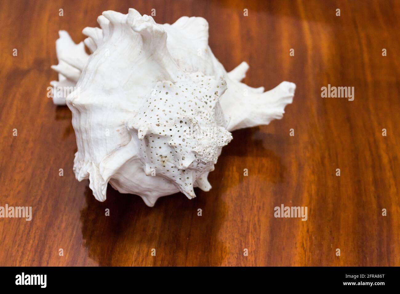 Old Sea shell on brown wood background texture Stock Photo - Alamy