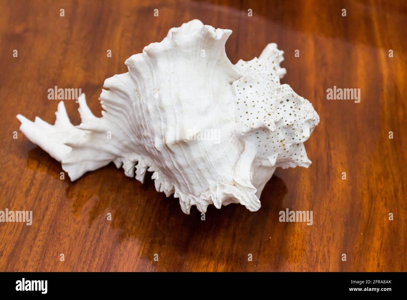 Old Sea shell on brown wood background texture Stock Photo - Alamy