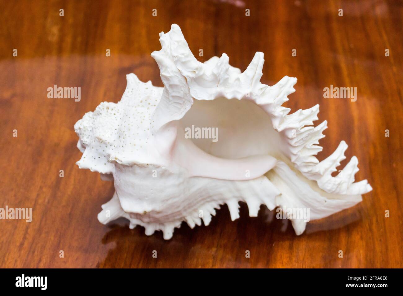 Old Sea shell on brown wood background texture Stock Photo - Alamy