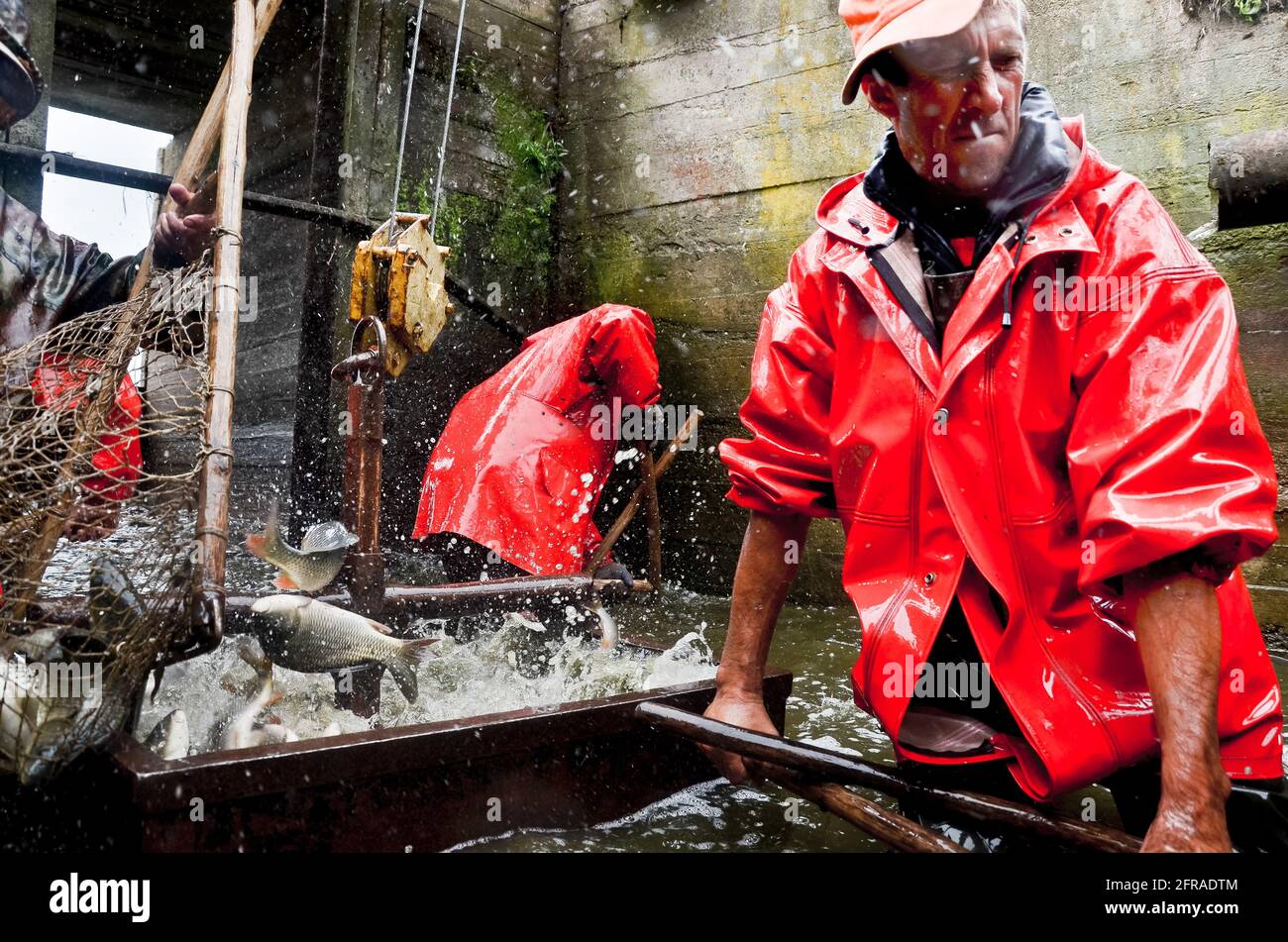Belarus. August 2013: Workers in red overalls at a fish factory. Fish ...