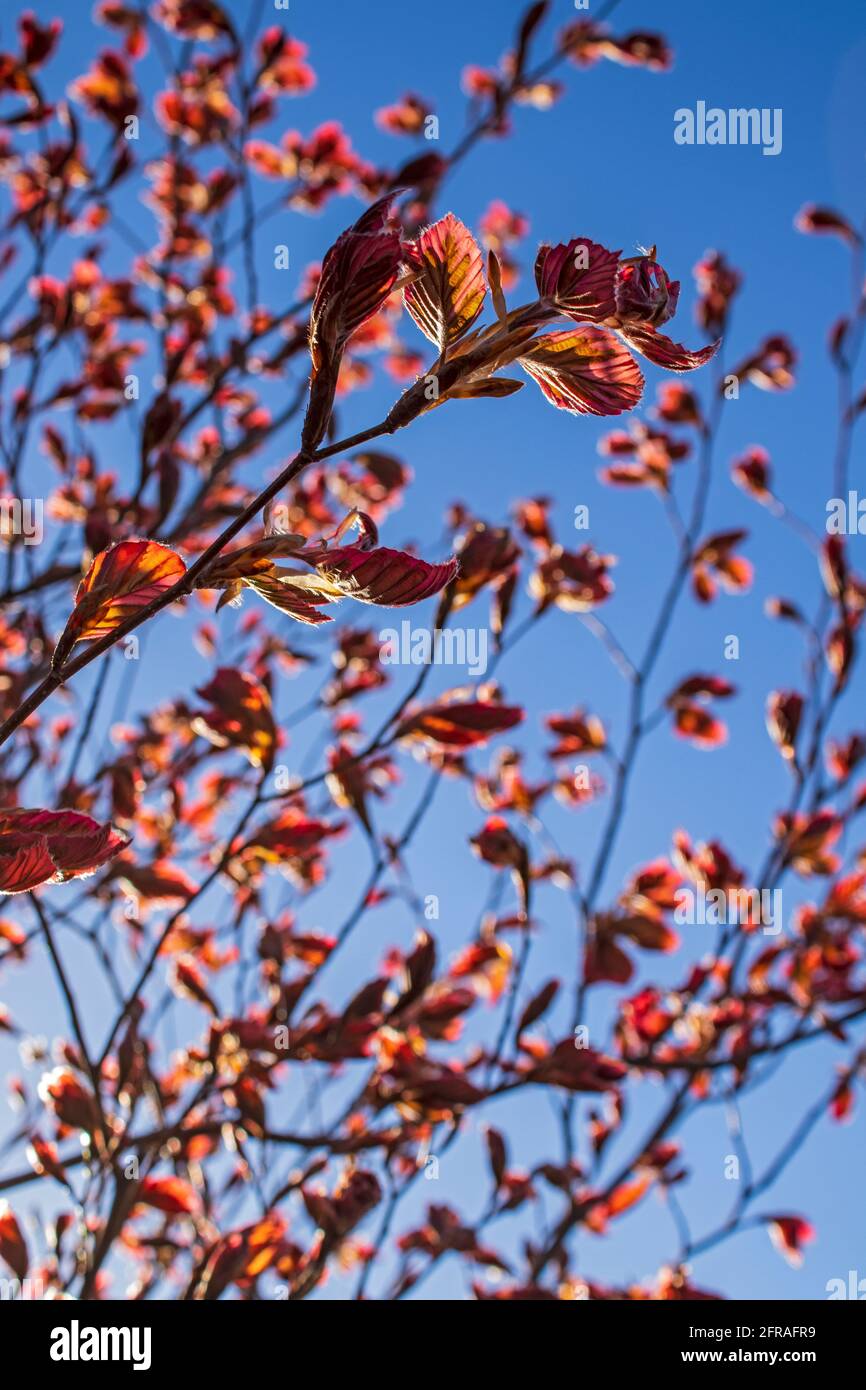 Red beech tree hi-res stock photography and images - Alamy