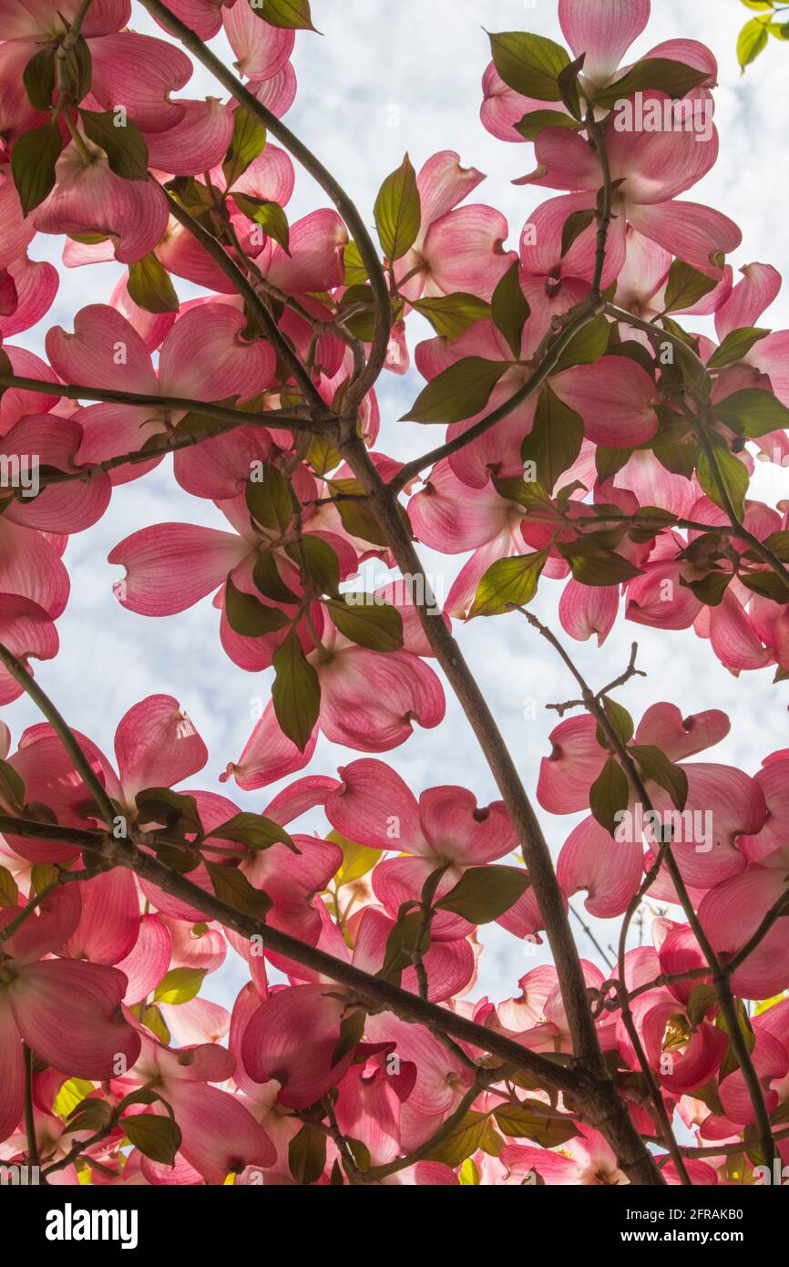 Canopy of flowers hi-res stock photography and images - Alamy