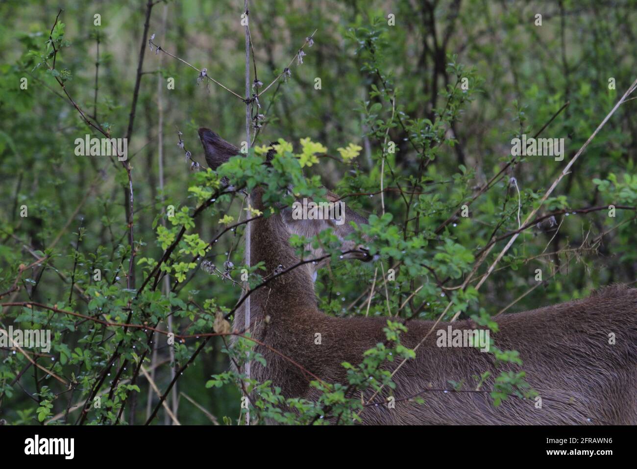 White tailed deer behind the green plants in the wild Stock Photo - Alamy