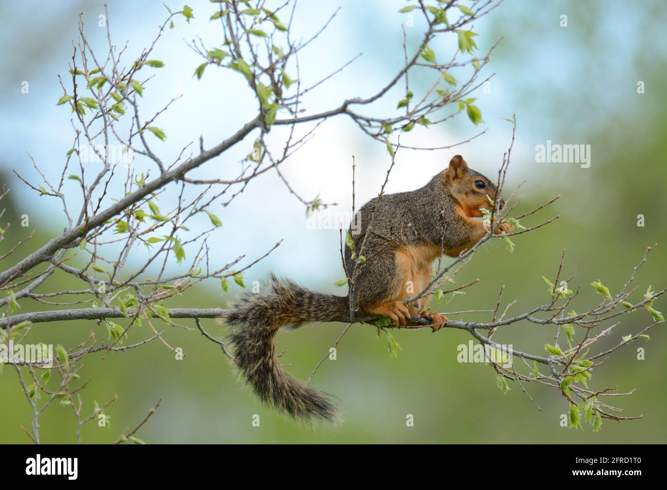 Pregnant fox hi-res stock photography and images - Alamy