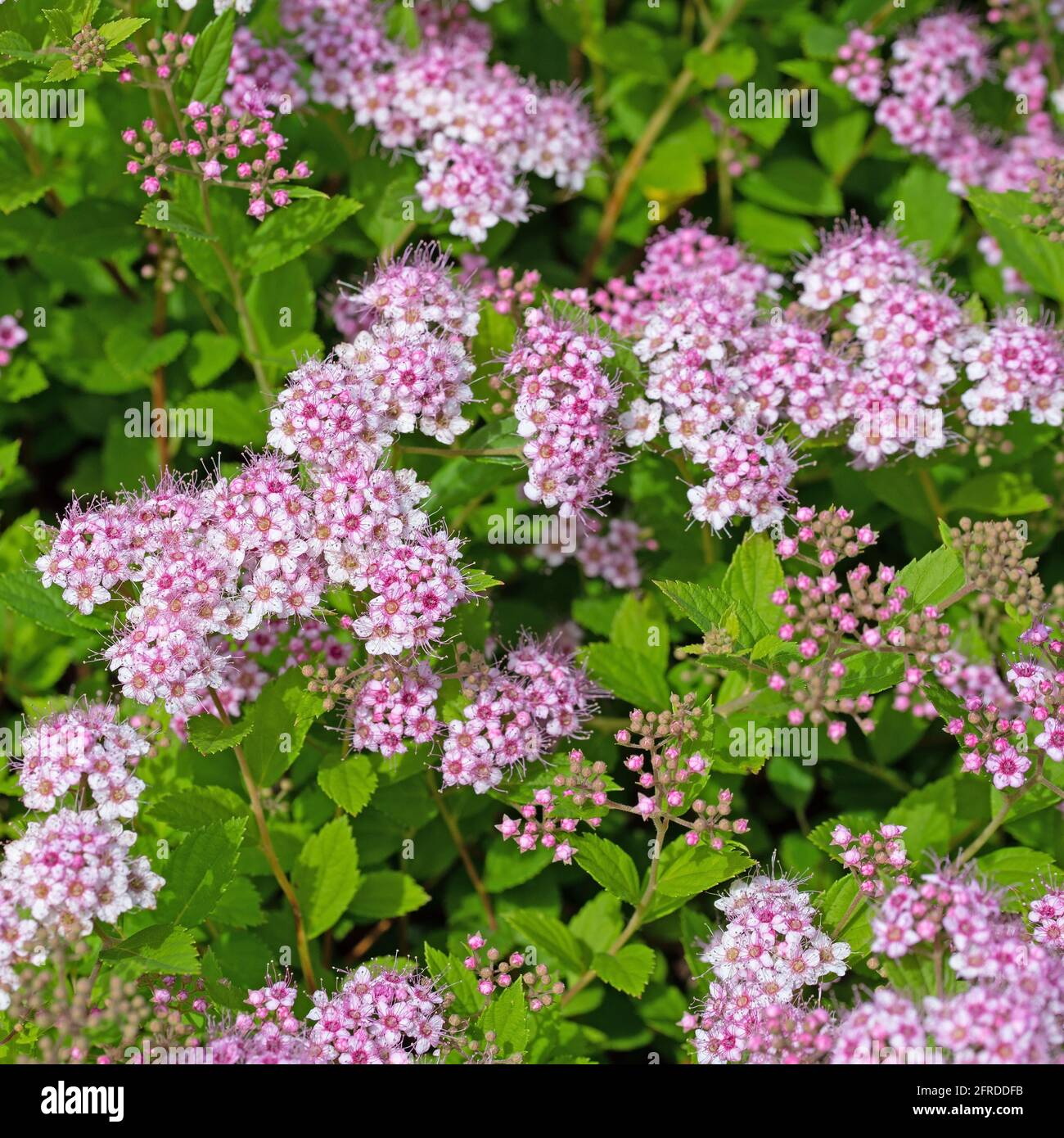 Flowering spier shrub, Spiraea bumalda Stock Photo - Alamy