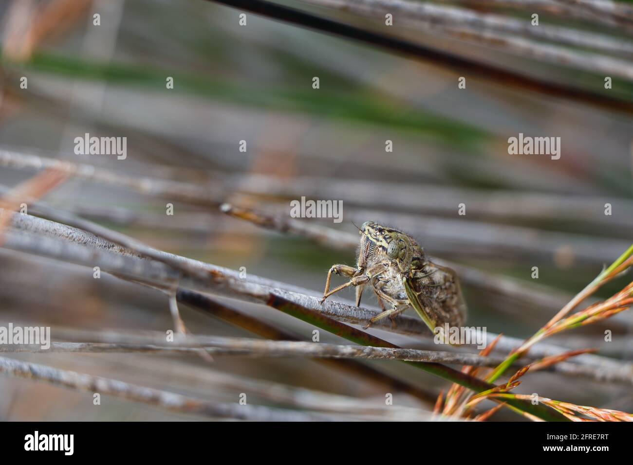 Cicada Beetle On Restio Grass (Capcicada decora Stock Photo - Alamy