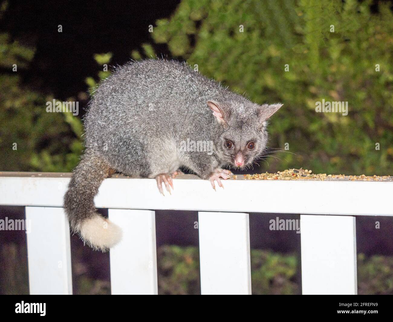 Common brushtail possum hi-res stock photography and images - Alamy