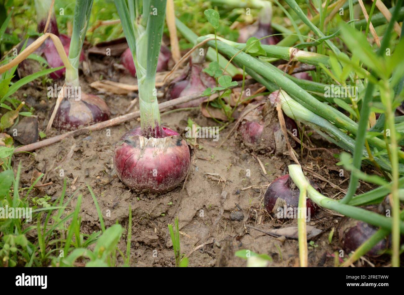 Onion roots hi-res stock photography and images - Alamy