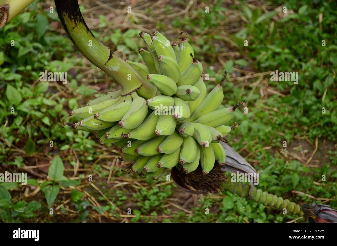 bunch the green ripe bananas with tree in the garden Stock Photo - Alamy