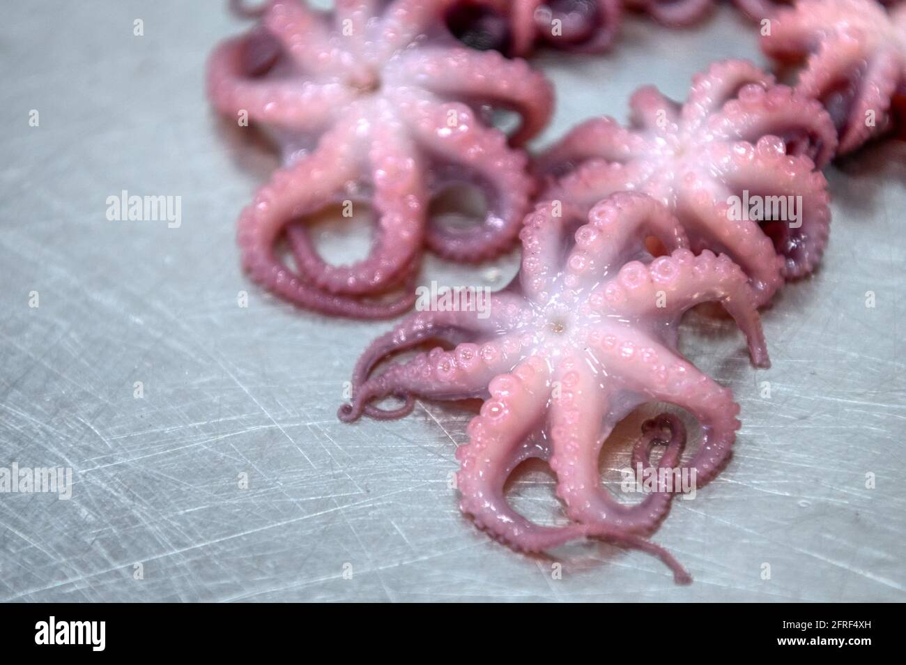 Lots of small canned octopuses. Ingredients for sea salad Stock Photo ...