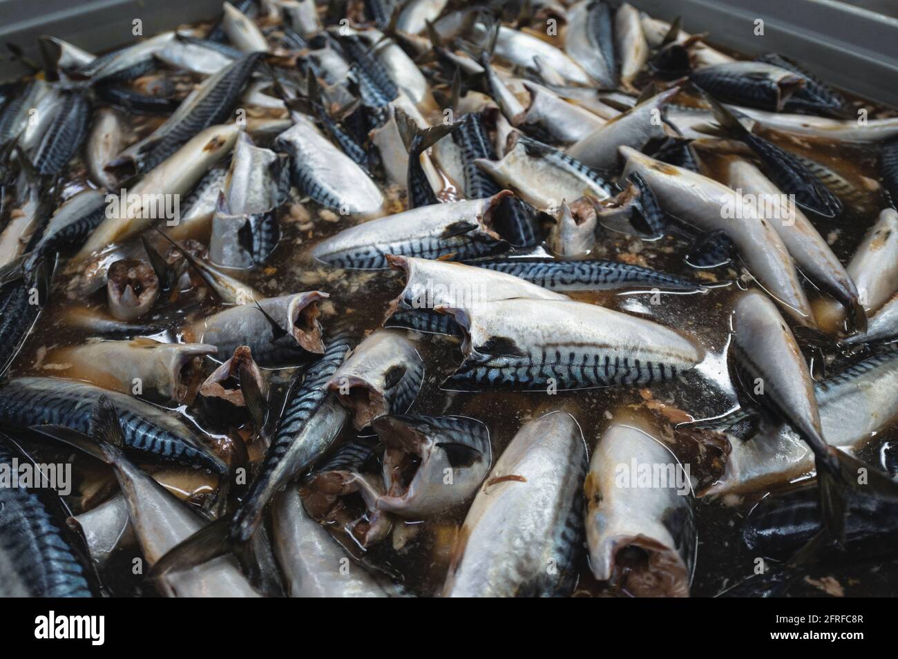 Headless fish hi-res stock photography and images - Alamy