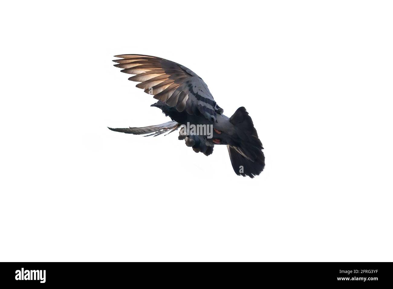 Movement Scene of Rock Pigeon Flying in The Air Isolated on Clear Sky ...