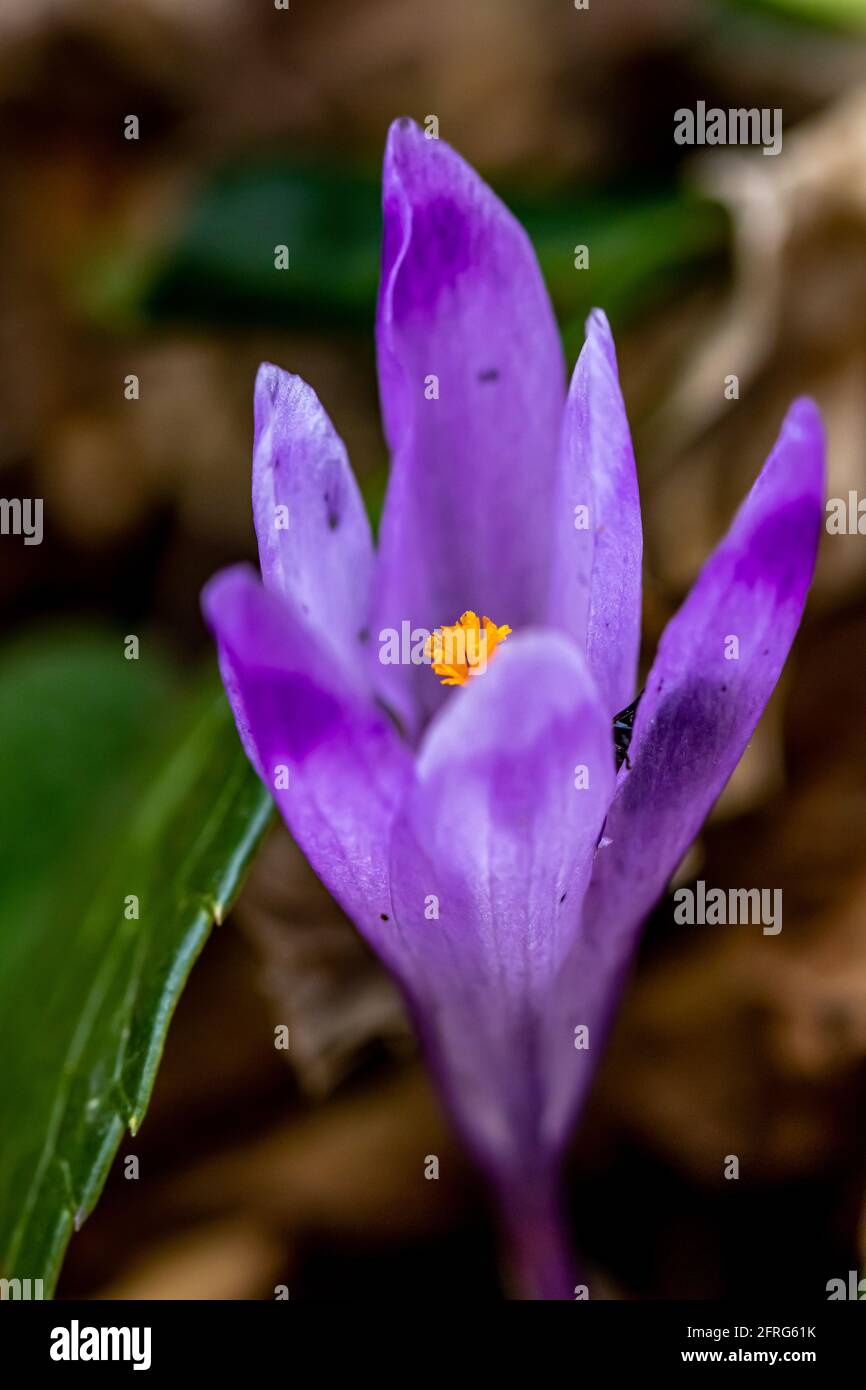 Crocus plant in the forest, macro shoot Stock Photo - Alamy