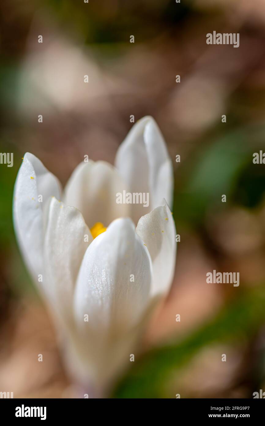 White Crocus plant in the forest, macro Stock Photo - Alamy