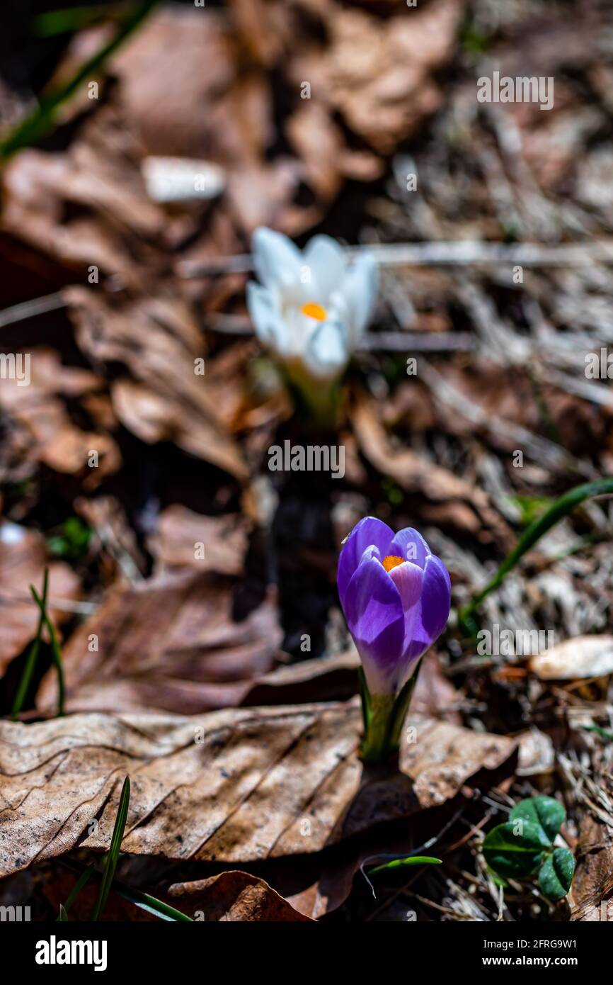 White Crocus plant in the forest, macro shoot Stock Photo - Alamy