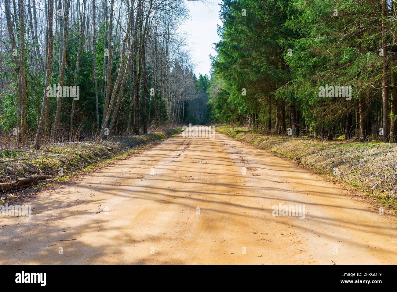 Green forest pathway view. Forest pathway landscape. Pathway in forest ...