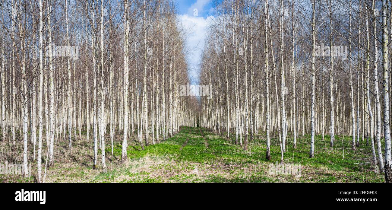 Spring,autumn landscape with the birches forest. Birch tree plantation ...