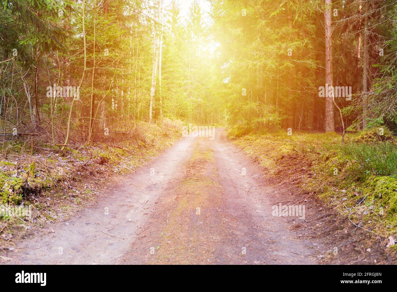 Spring forest road sunlight view. Road in autumn,spring,summer wood ...
