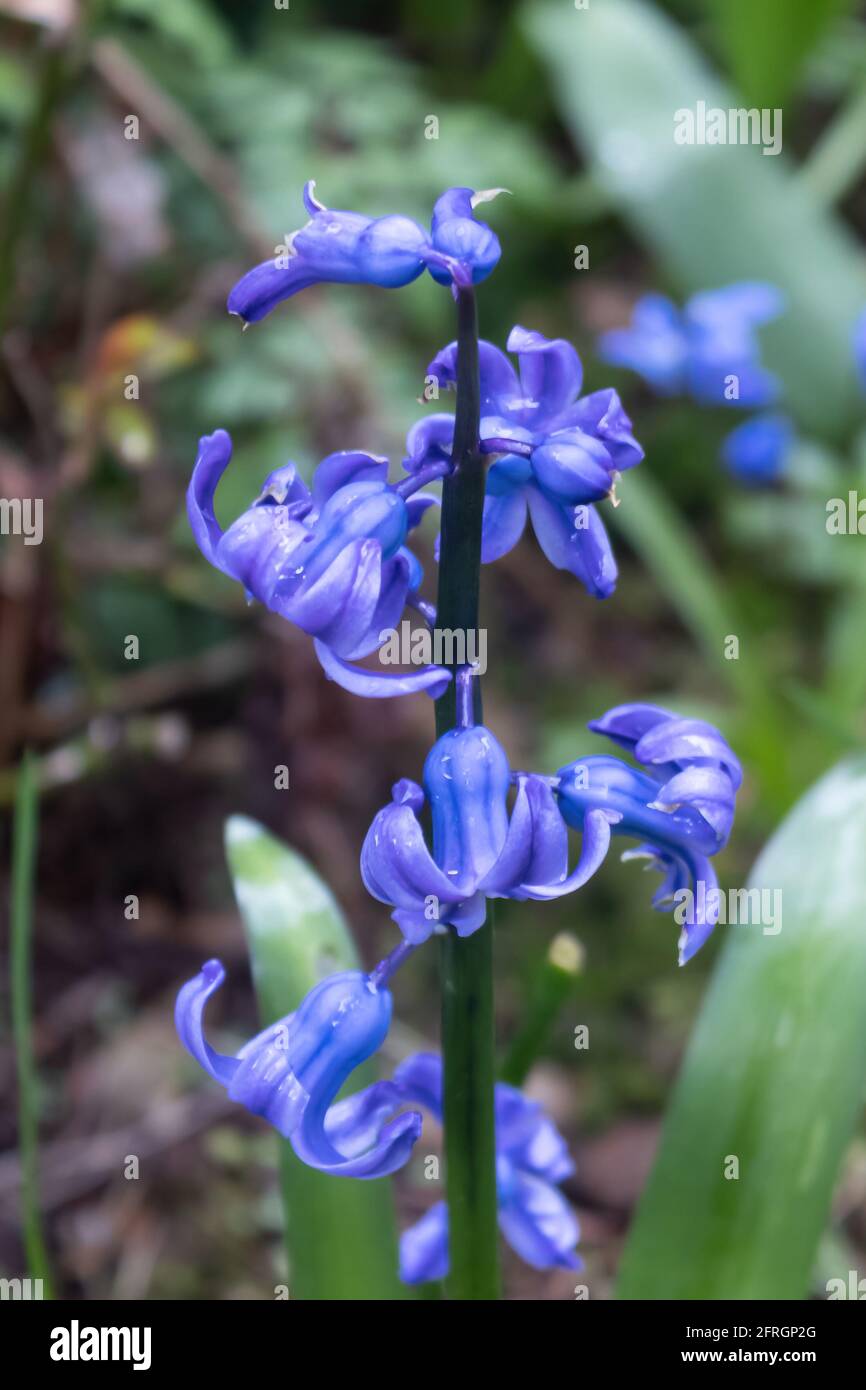 blueish purple bell shaped flowers hanging from a long stem in early ...