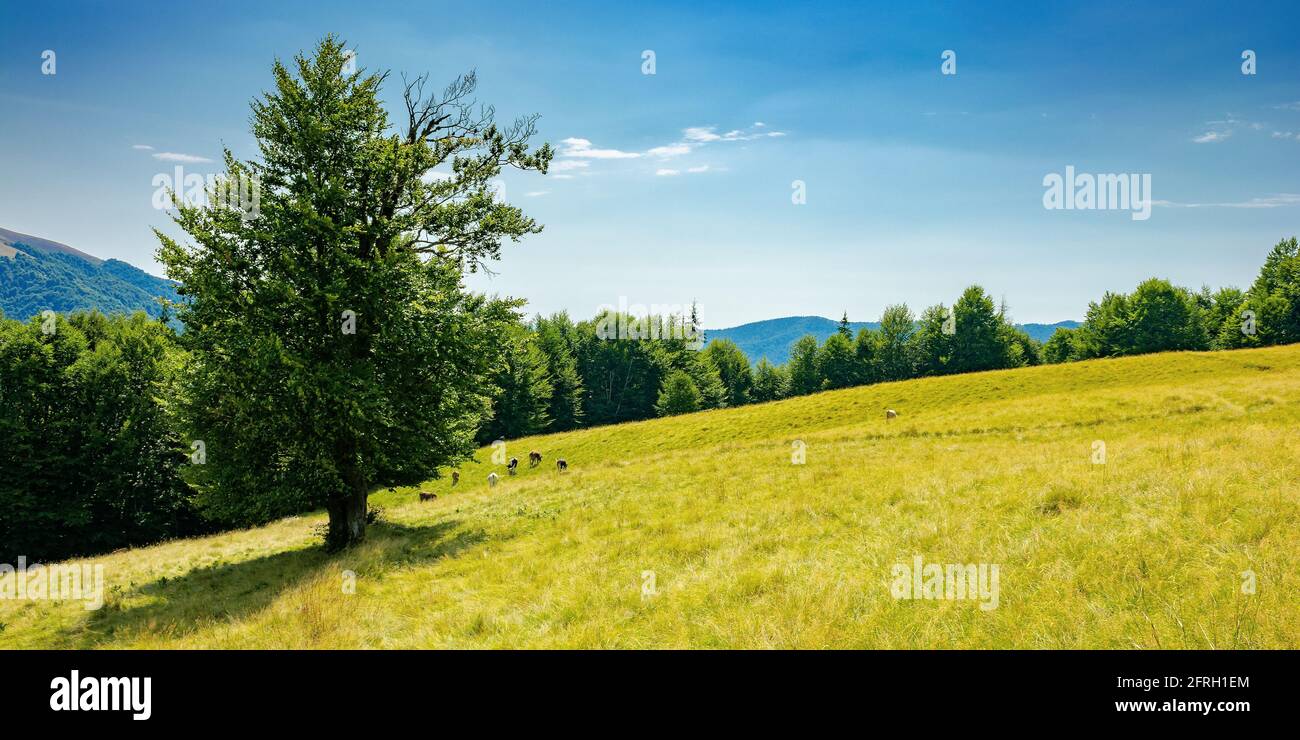 mountain landscape with pasture on a sunny day. beech trees on the hill ...