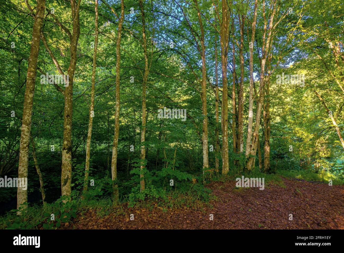 beech forest in summer. deciduous trees in morning light. beautiful ...