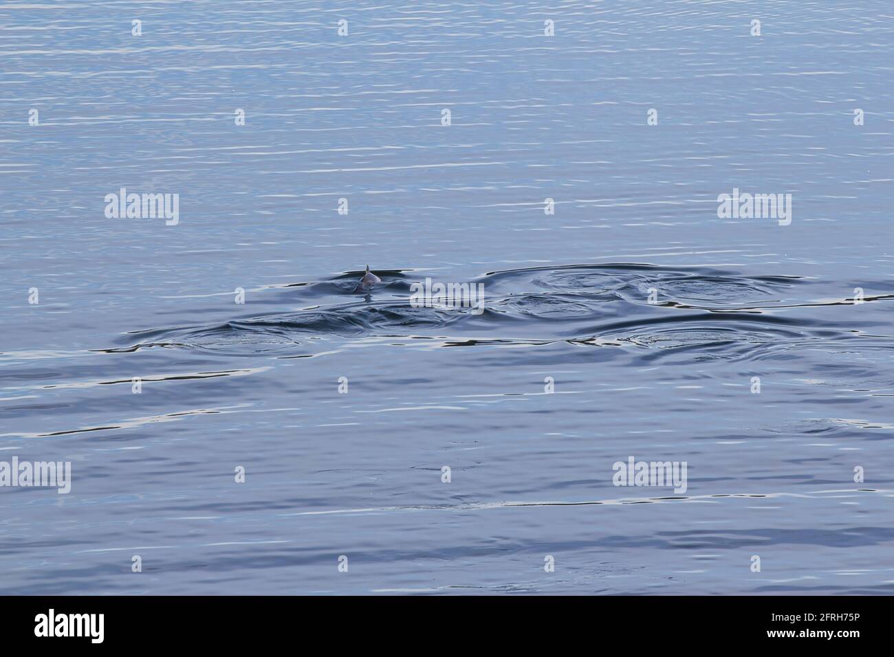 dolphins in a small pod swimming in puget sound near gig harbor in ...