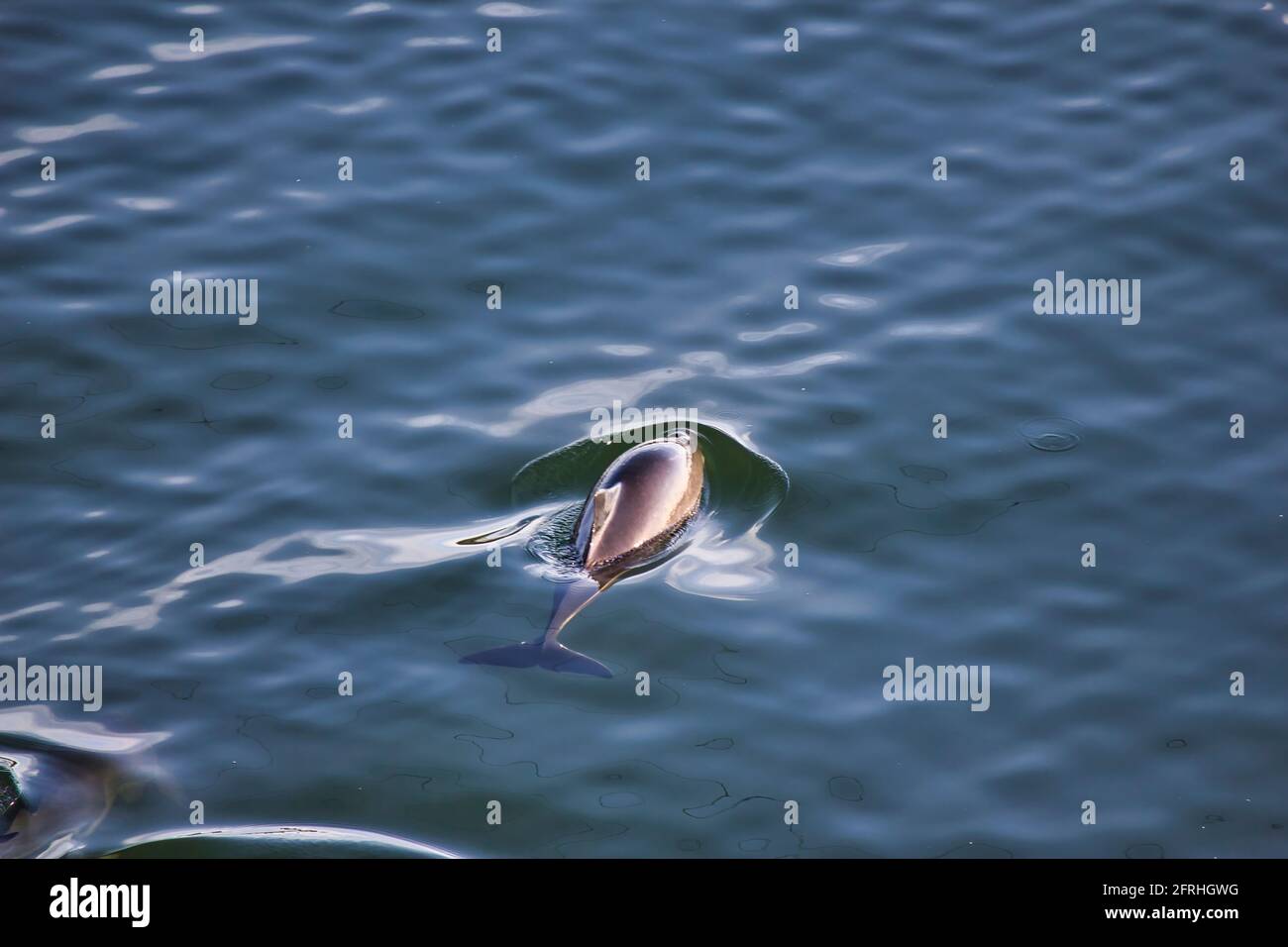 dolphins in a small pod swimming in puget sound near gig harbor in ...
