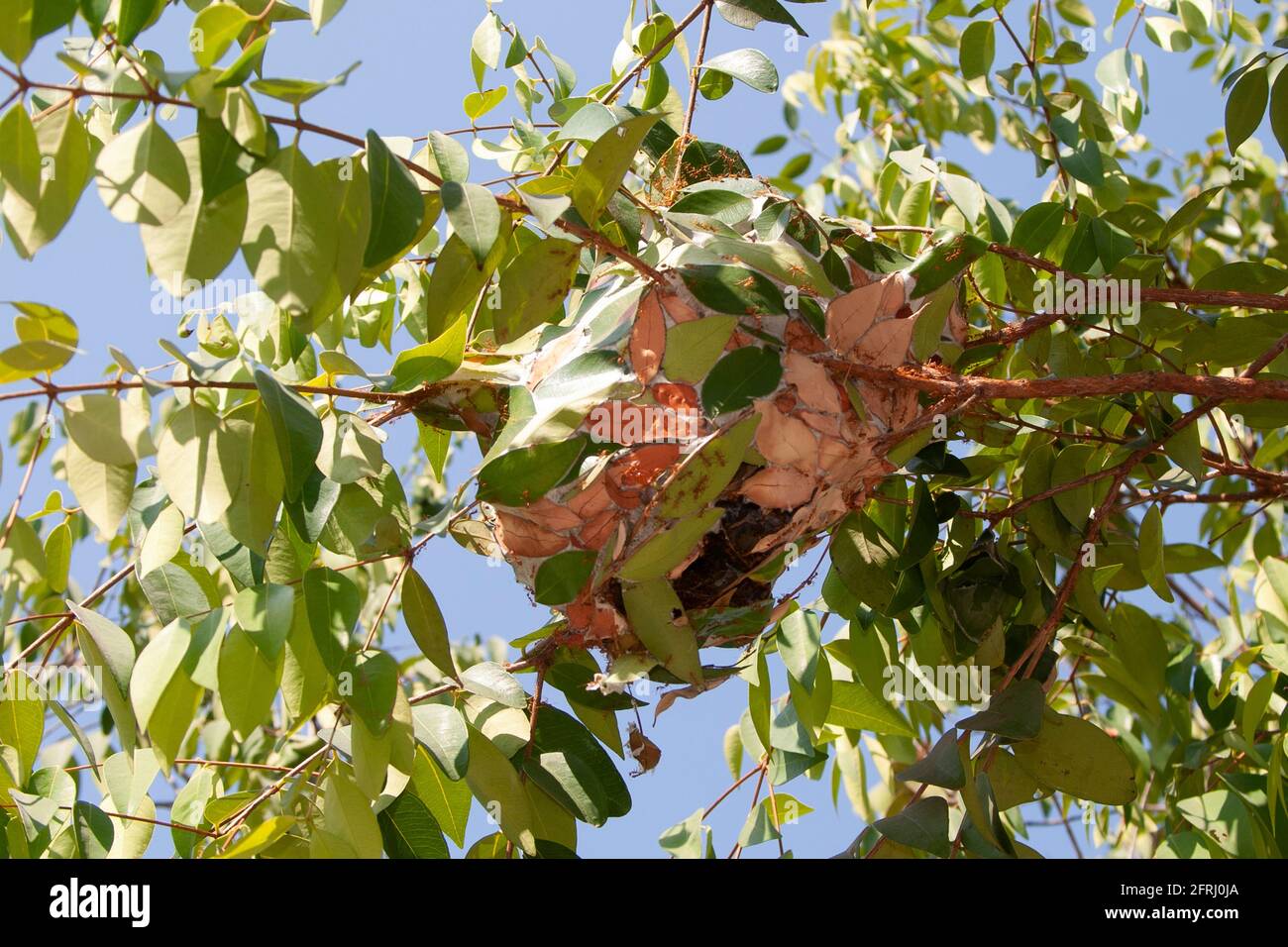 Gaster ants hi-res stock photography and images - Alamy