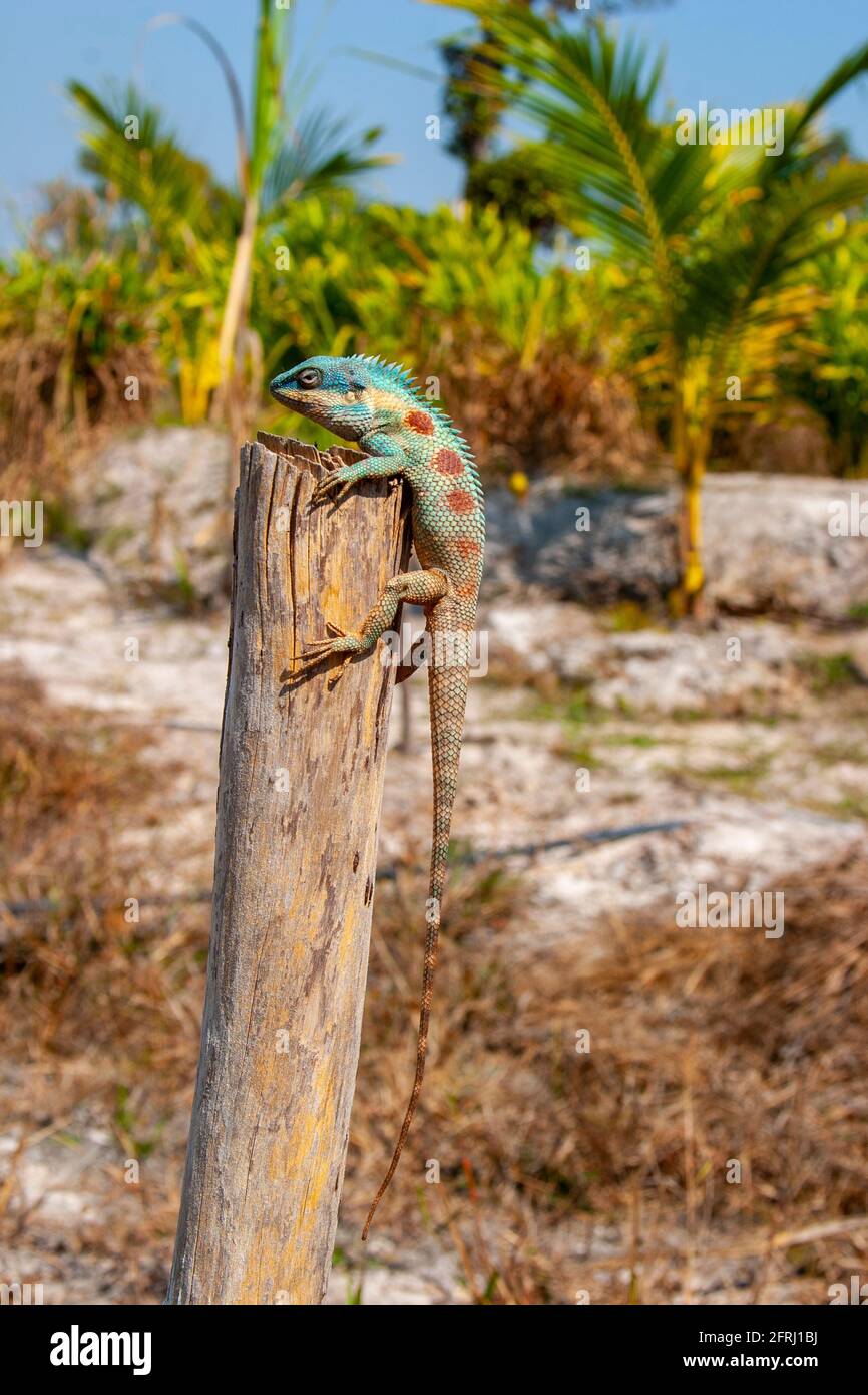 Blue lizards in southeast asia hi-res stock photography and images - Alamy