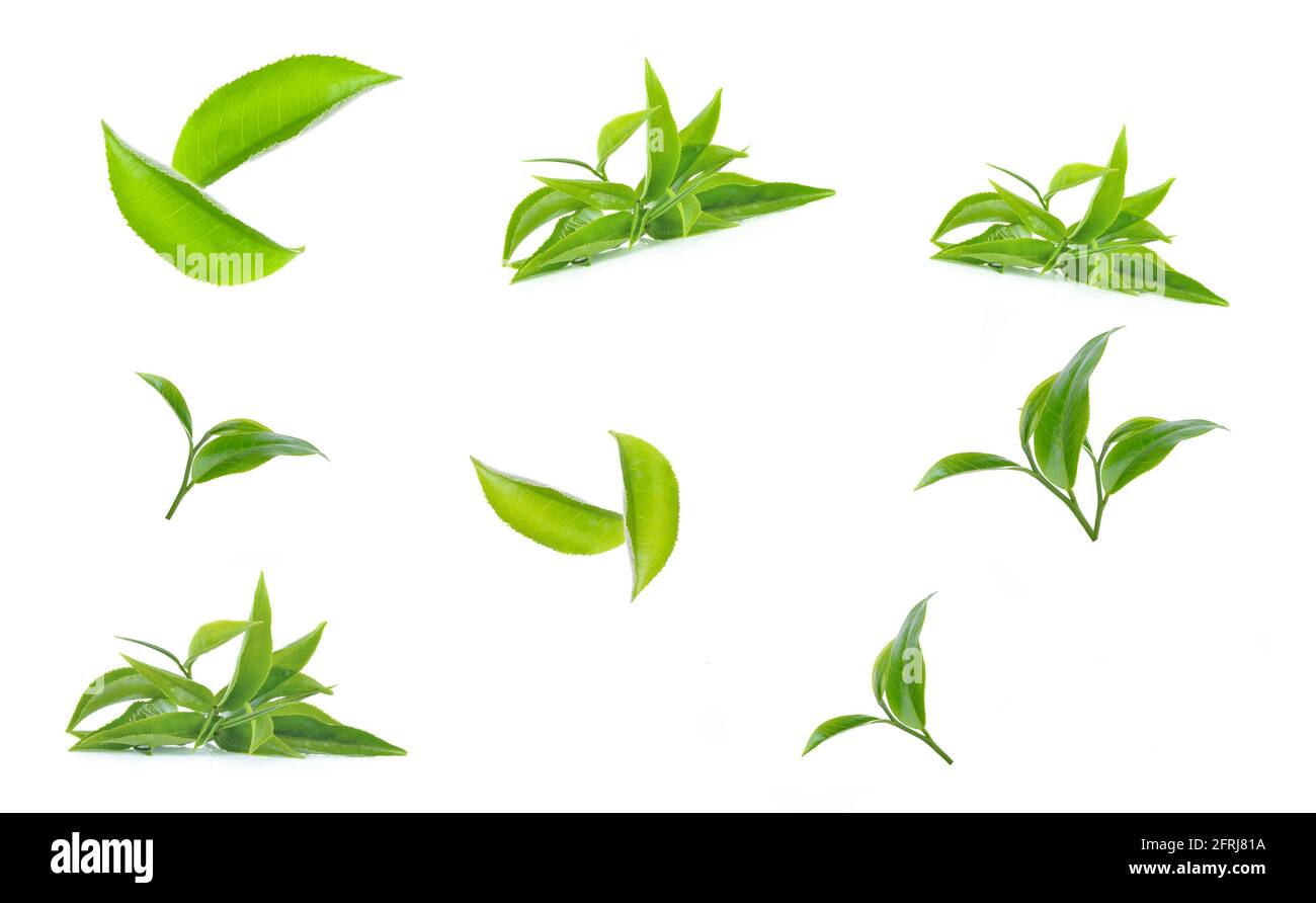Green tea leaf collection isolated on white background Stock Photo - Alamy
