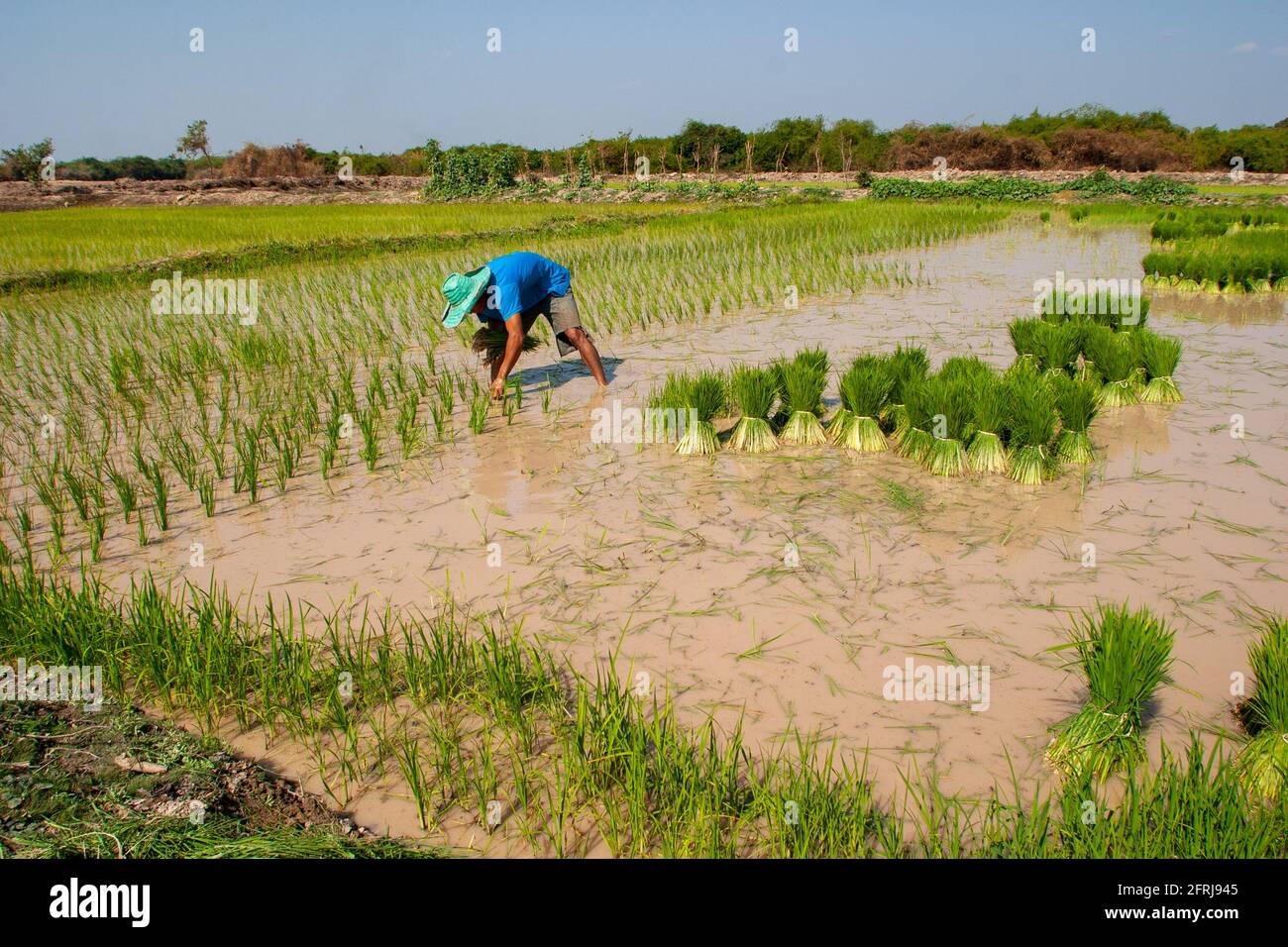 Thai man works in a rice paddy. Photographed in rural Thailand Stock ...