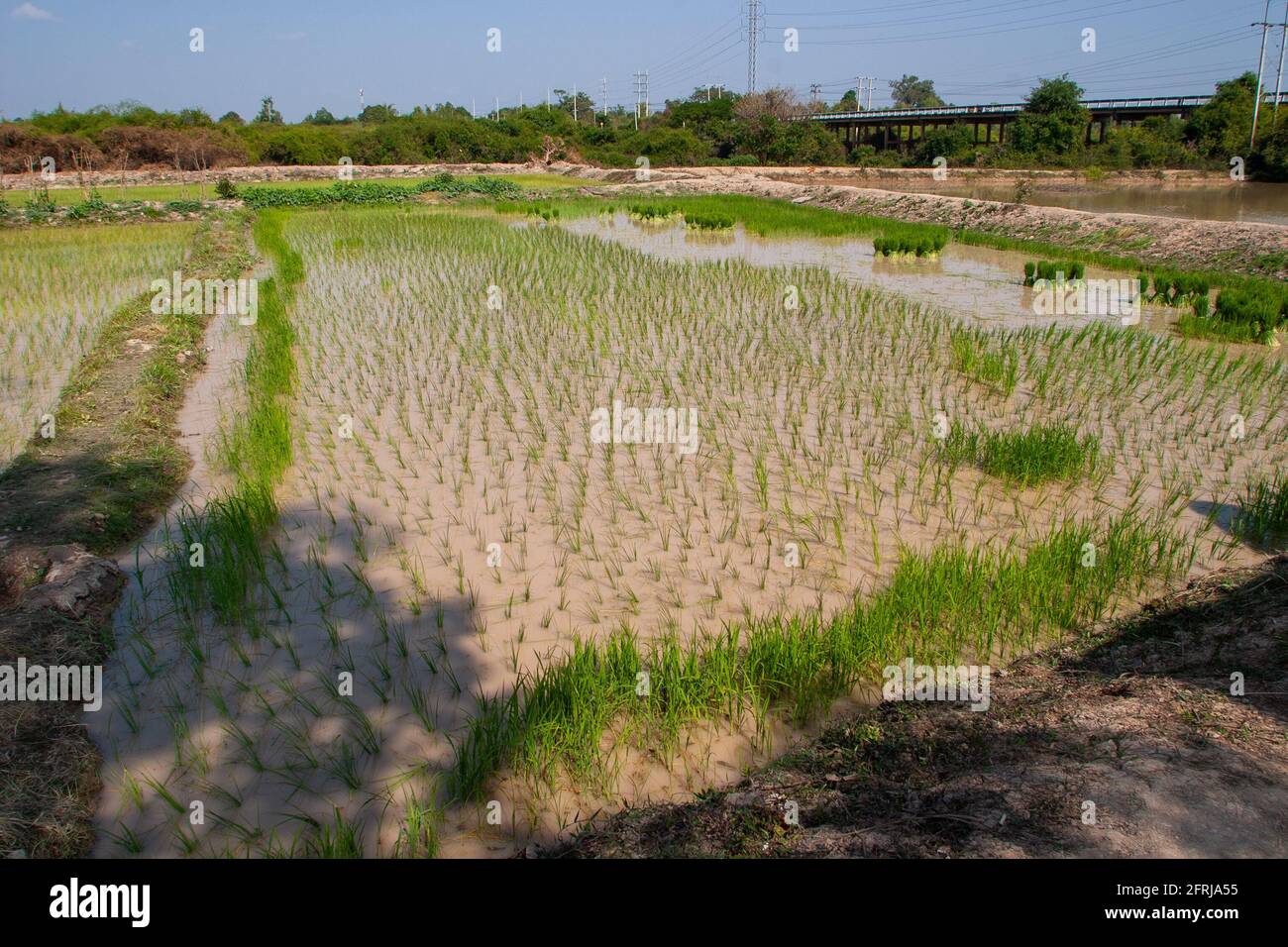 Thai man works in a rice paddy. Photographed in rural Thailand Stock ...