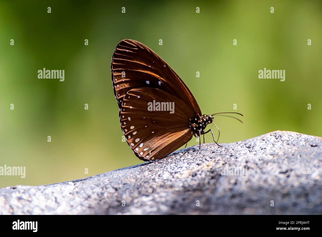 Elegant brown monarch butterfly at rest. Photographed in Thailand Stock ...
