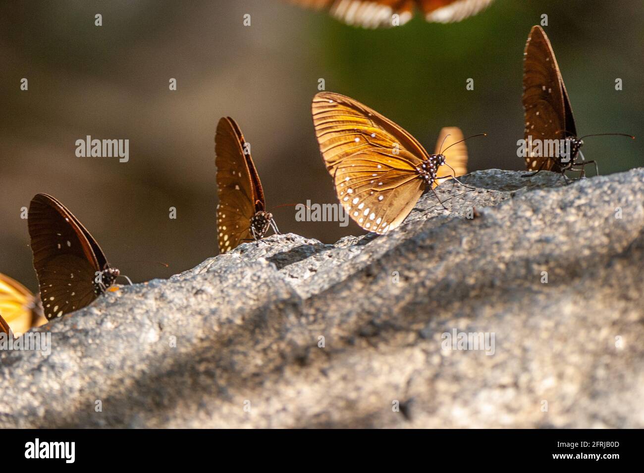 Elegant brown monarch butterfly at rest. Photographed in Thailand Stock ...