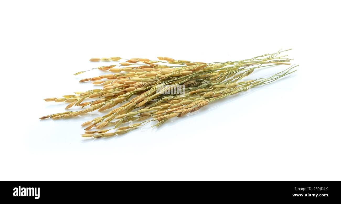 rice plant isolated on white background Stock Photo - Alamy