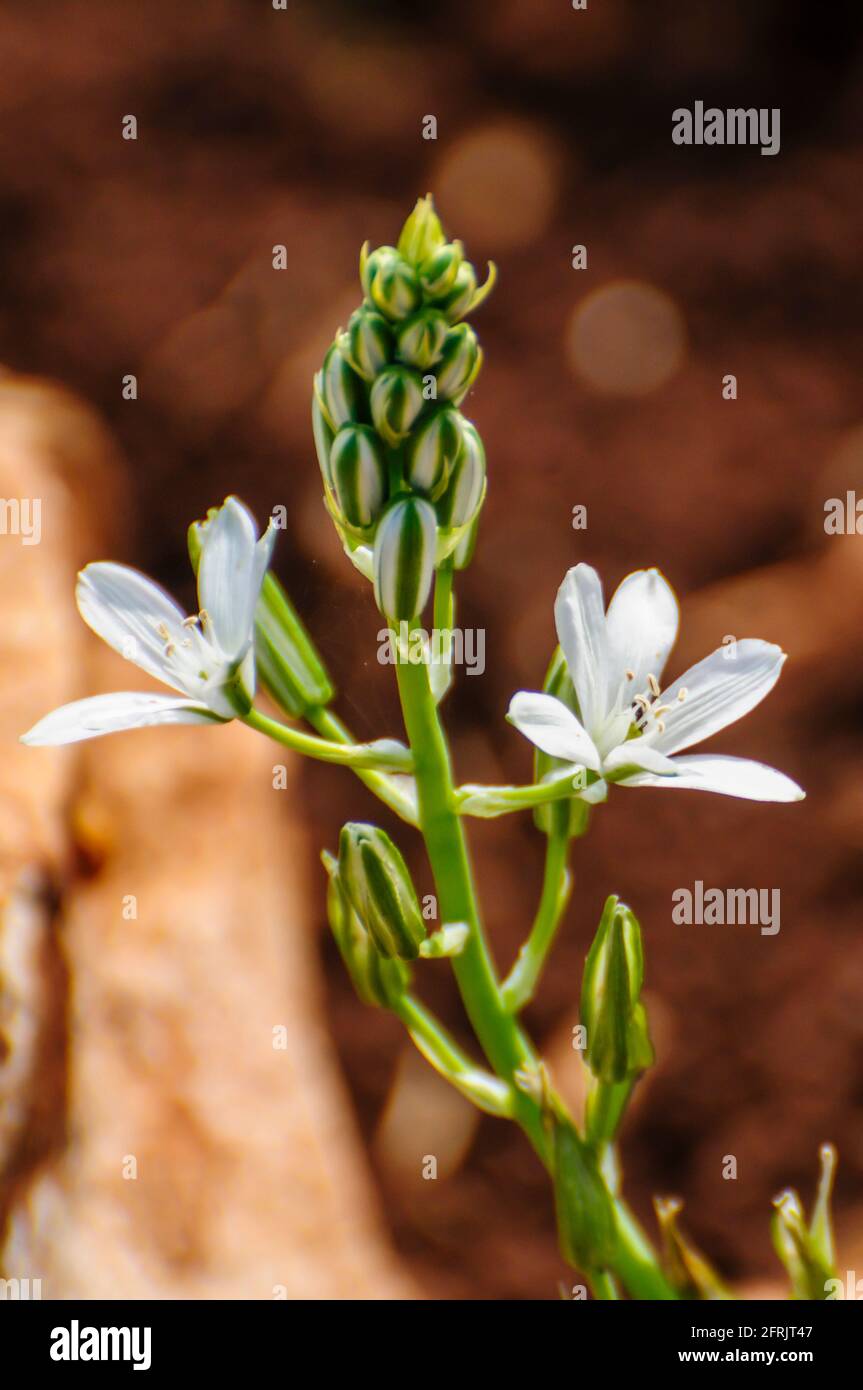 Ornithogalum narbonense, common names Narbonne star-of-Bethlehem ...