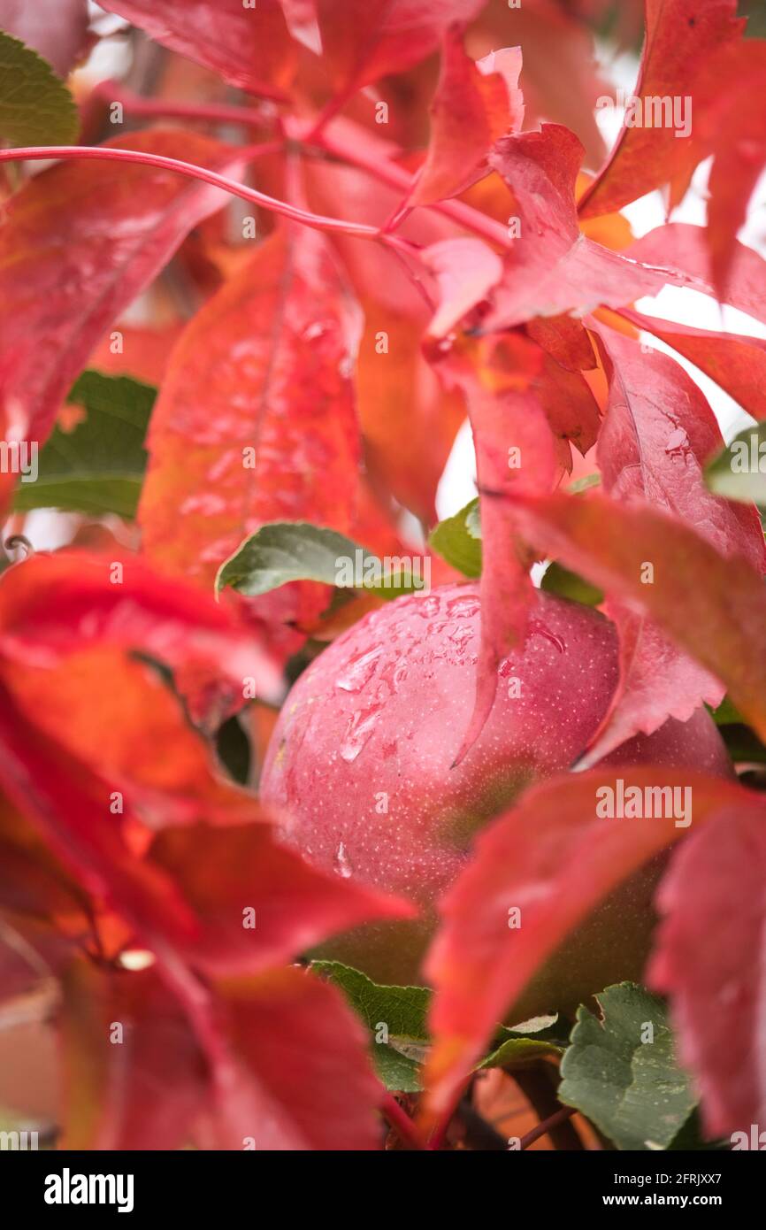 One red apple covered in water hanging on a tree branch, surrounded by ...