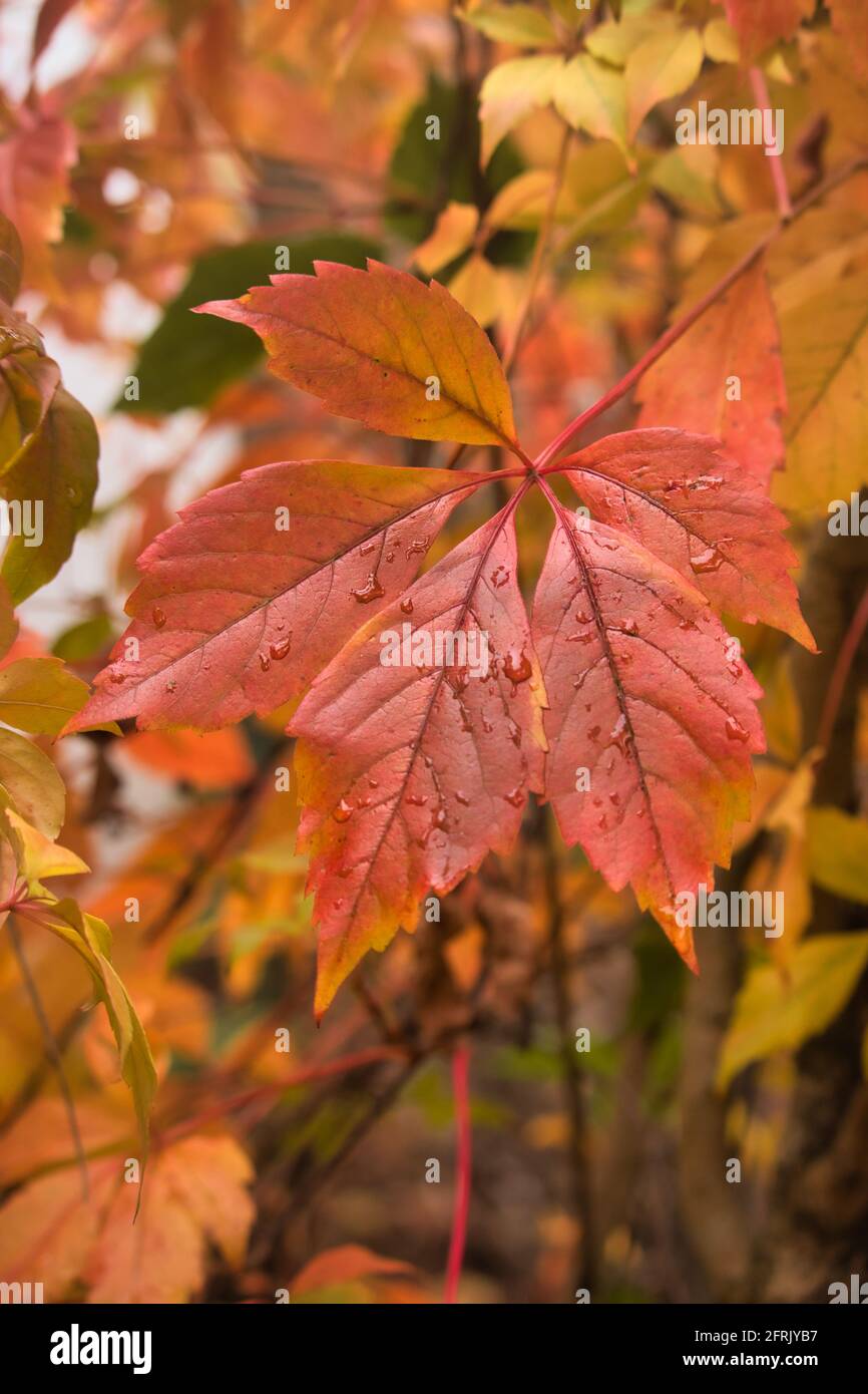 Leaf covered in water changing color in autumn Stock Photo - Alamy
