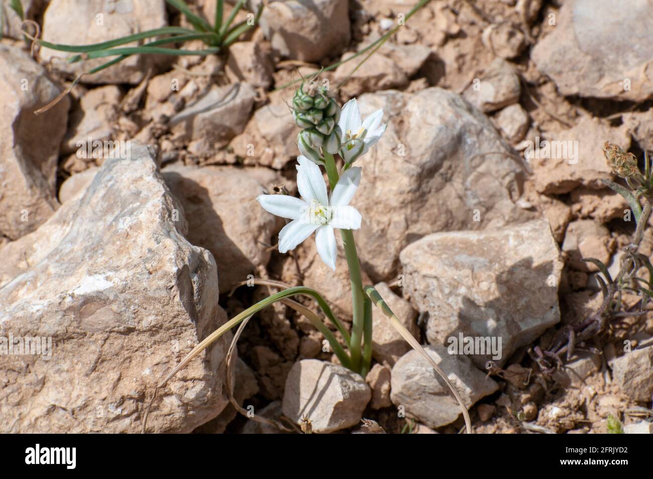 Ornithogalum narbonense, common names Narbonne star-of-Bethlehem ...