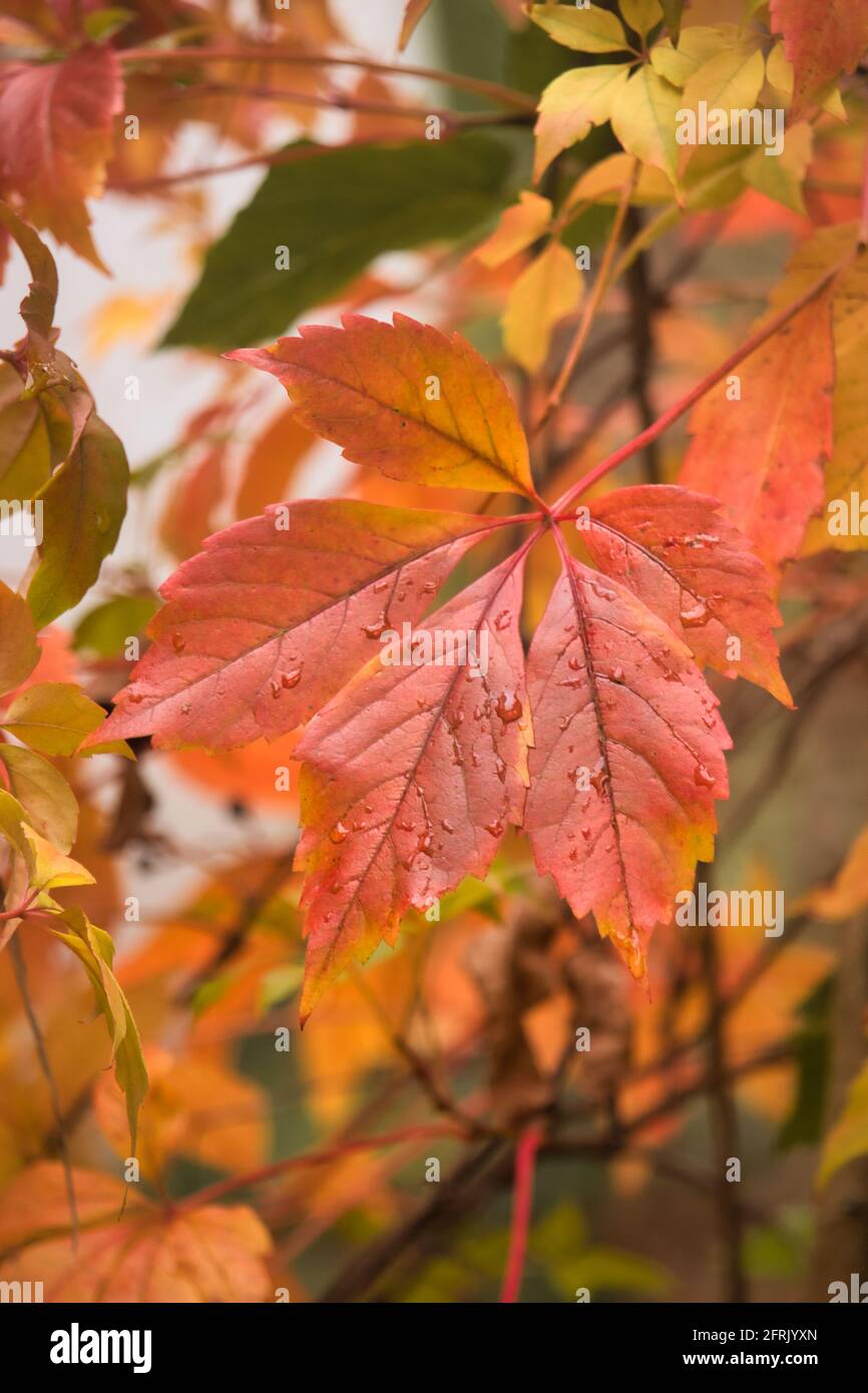 Leaf changing color in the fall season Stock Photo - Alamy