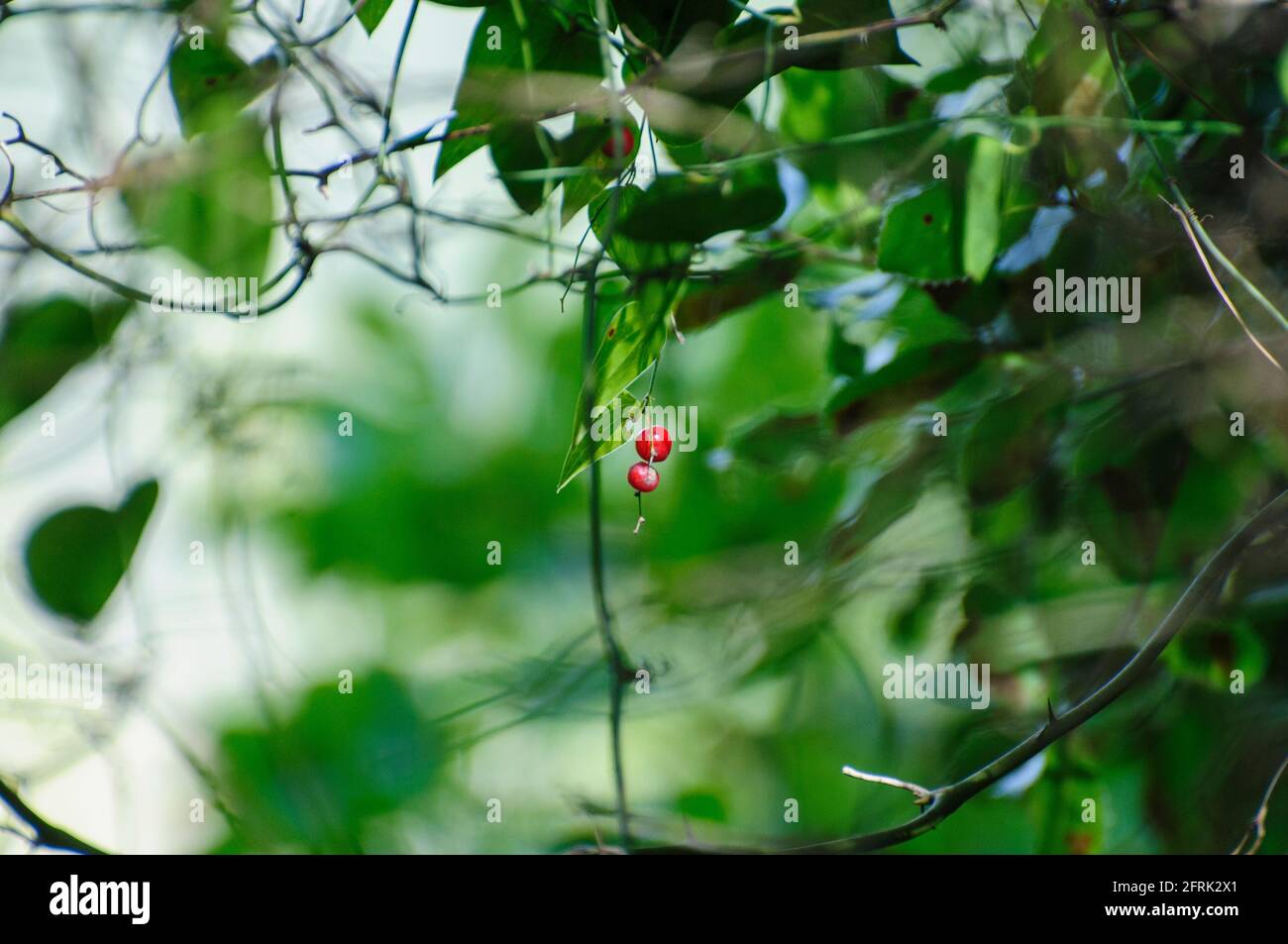 Native bush yam hi-res stock photography and images - Alamy