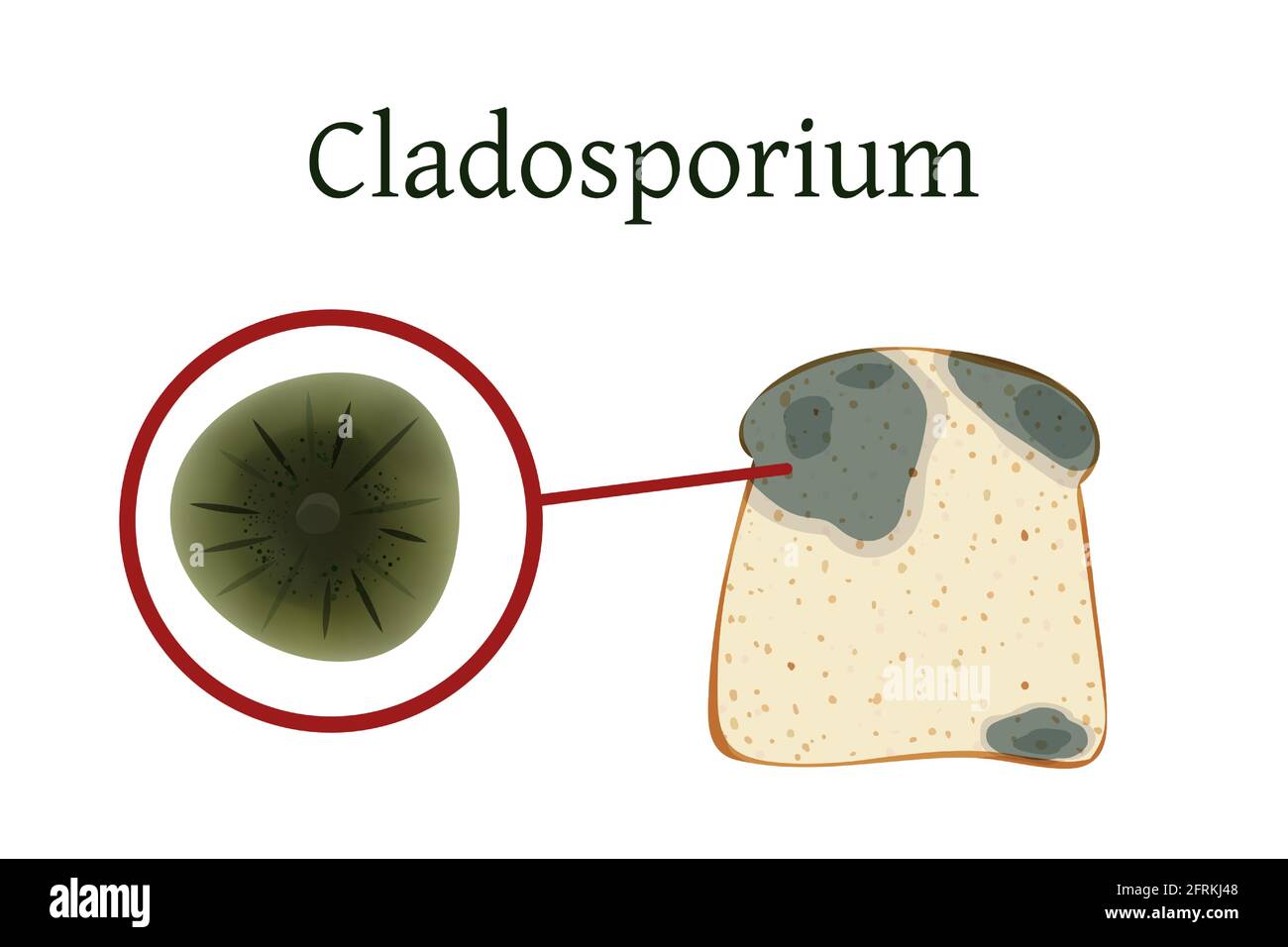 Bread mold micro Cut Out Stock Images & Pictures - Alamy